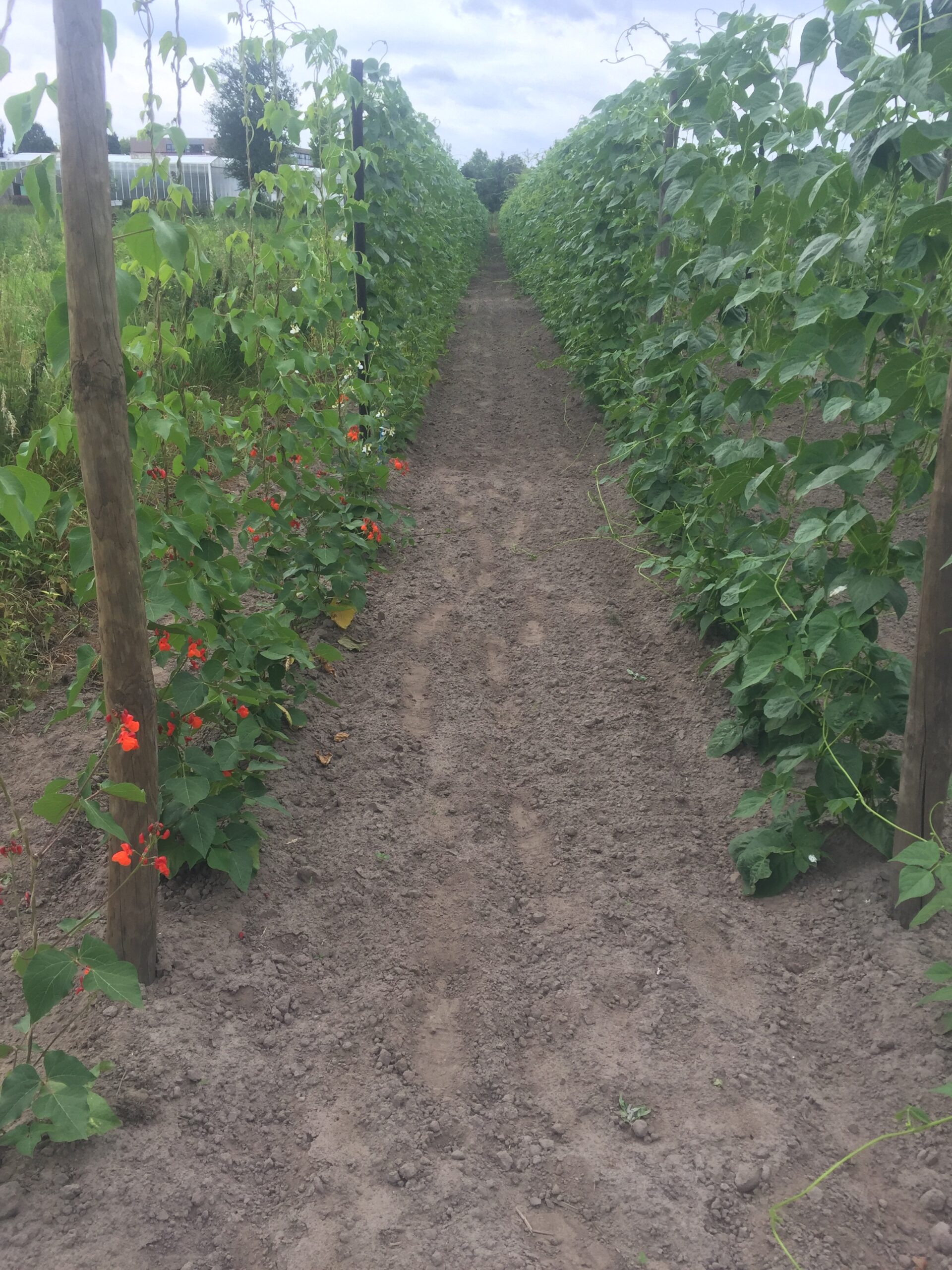 Staakbonenroute Hegelsom-Horst-Meterik – BasRam